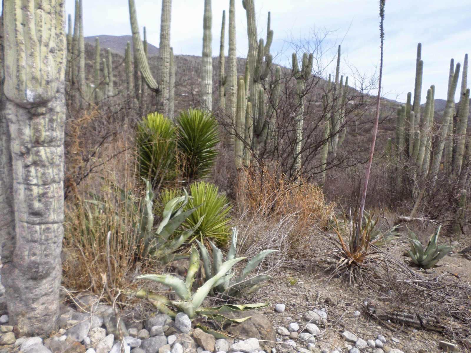 Prácticas Ecología- Equipo 5 : PRÁCTICA NO.5 "ANP Y ECOTECNIAS"
