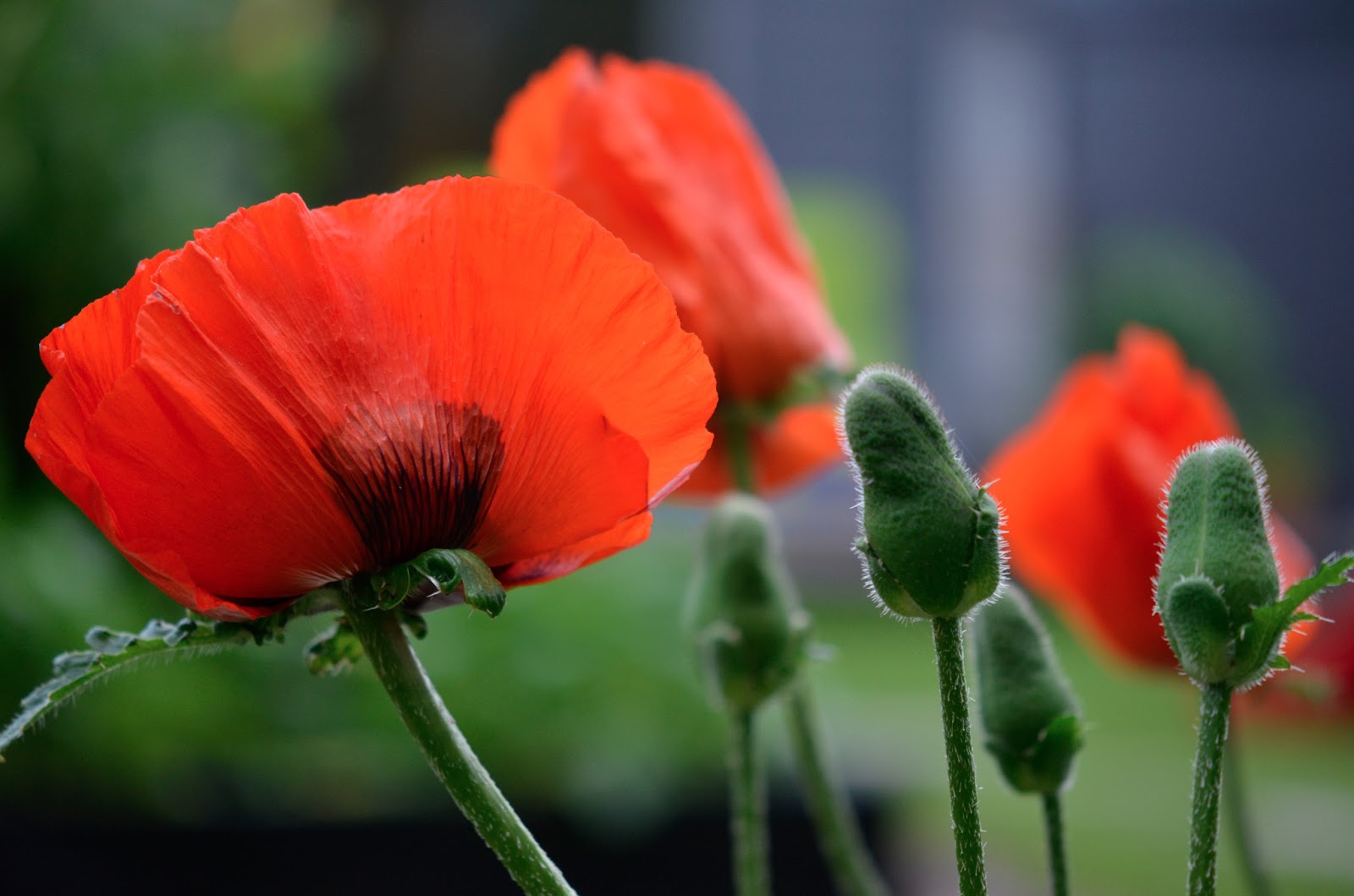 Ranunkel i rabatten: Vallmo