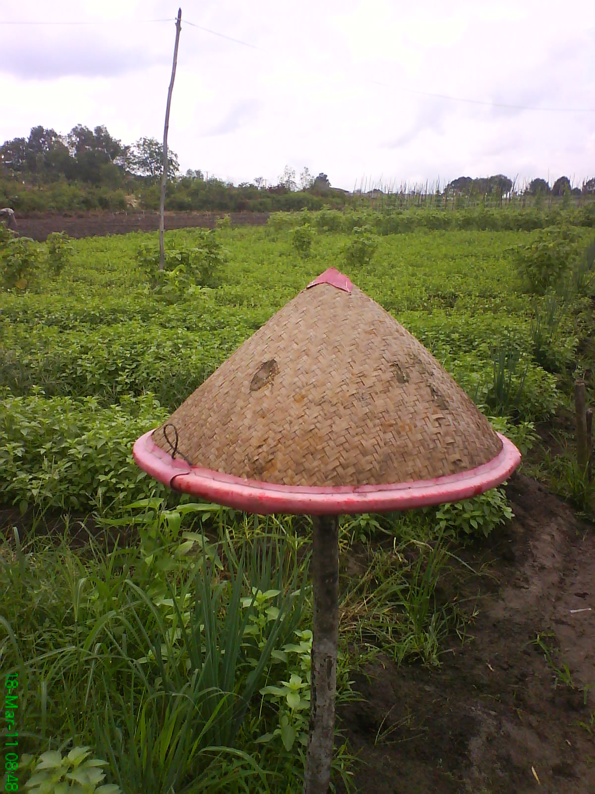 My diary: Topi Caping