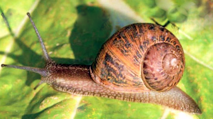 El Caracol