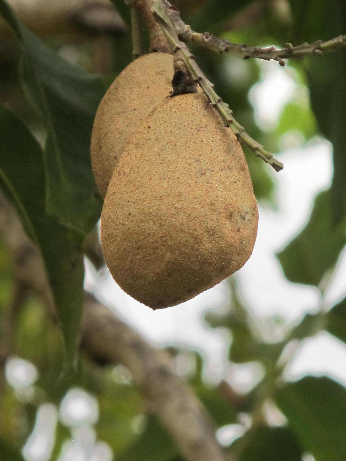 Fabaceae - Leguminosae no Brasil: Dipteryx