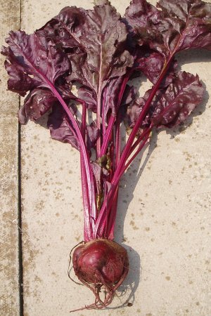 Stephen Nottingham's Food Blog: Great British Food Revival: Beetroot