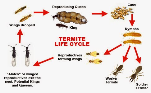 Eco Smart Pest Services Pest Control Ipoh Perak Malaysia: Termite Info