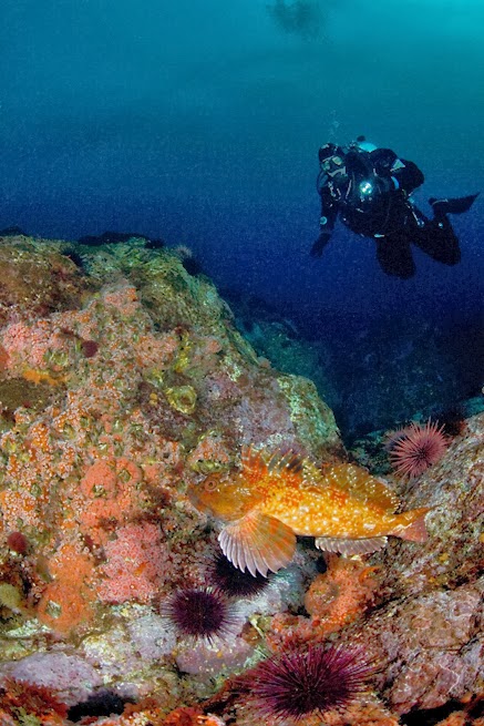 Animals of the world: Cabezon (fish)