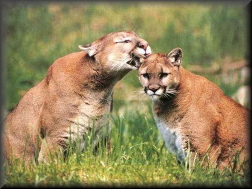 Caliandra do Cerrado: Onça-parda - Suçuarana