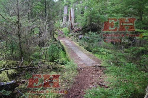 Haida Gwaii Tourism: Hiking the Cape Fife Trail