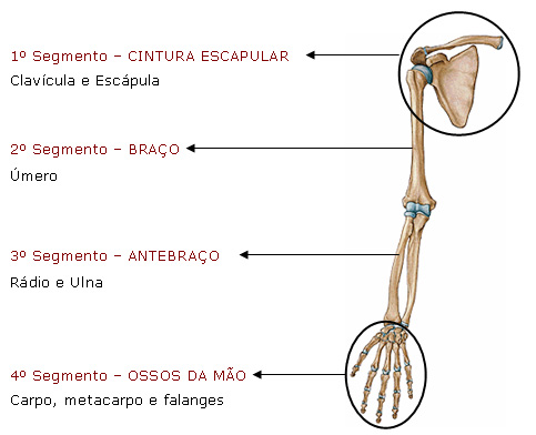 Laboratório de Anatomia: Membros Superiores