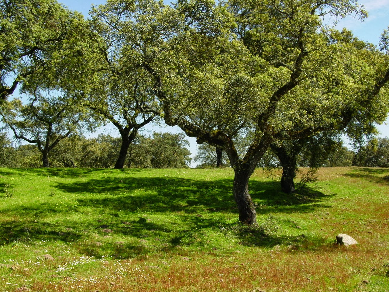 Das plantas e das pessoas: Tipos e dinâmica de pastagens em montados de ...