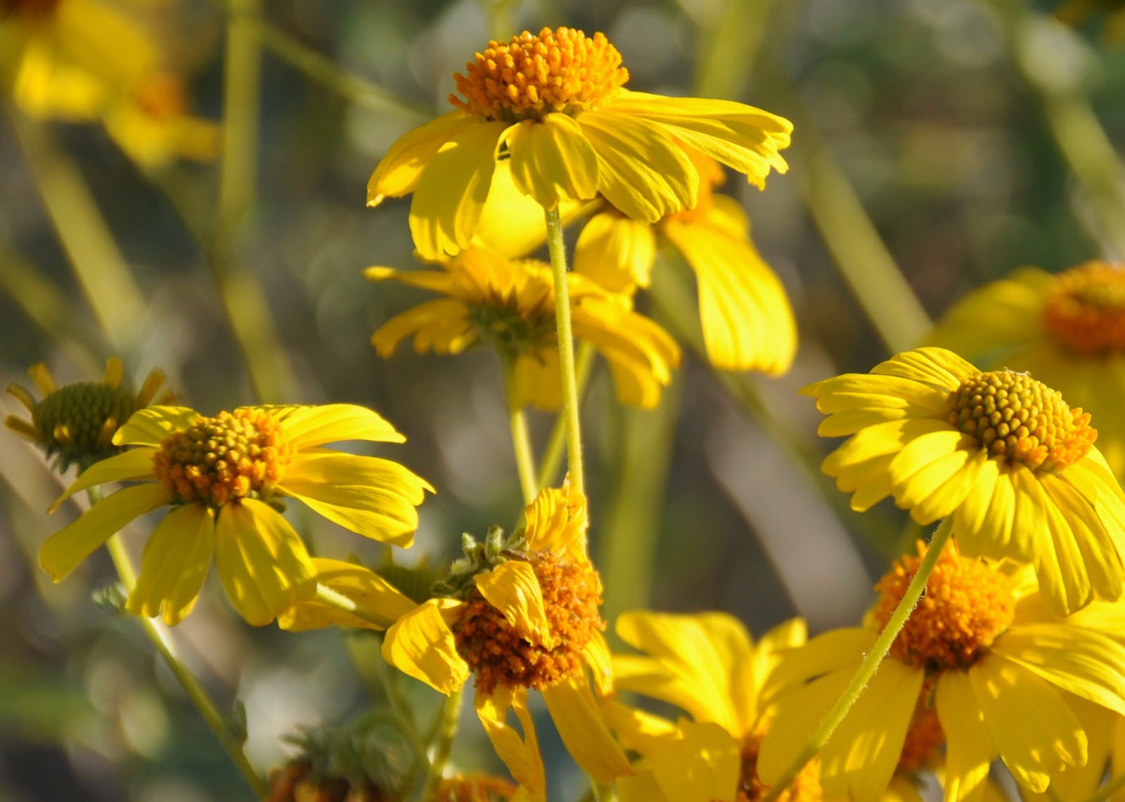Living on Winchester Ranch: Spring Flowers in Tucson