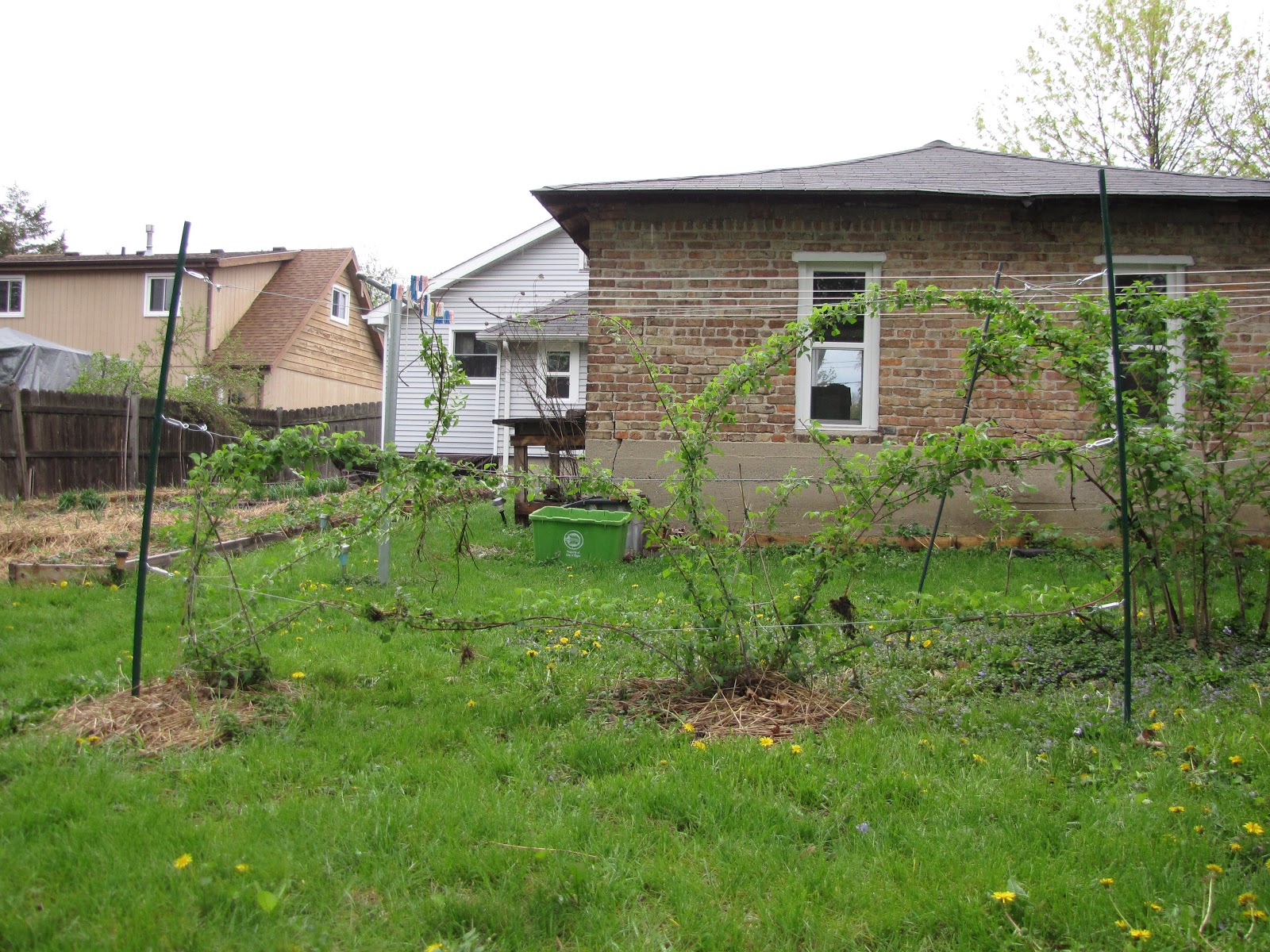 Wright Garden Chronicles: Black raspberry trellis
