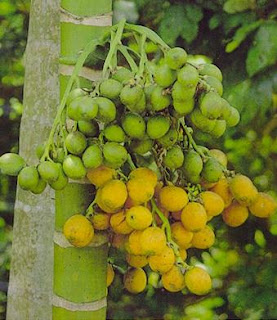 CHUMAIDI, SP: BUDIDAYA PINANG