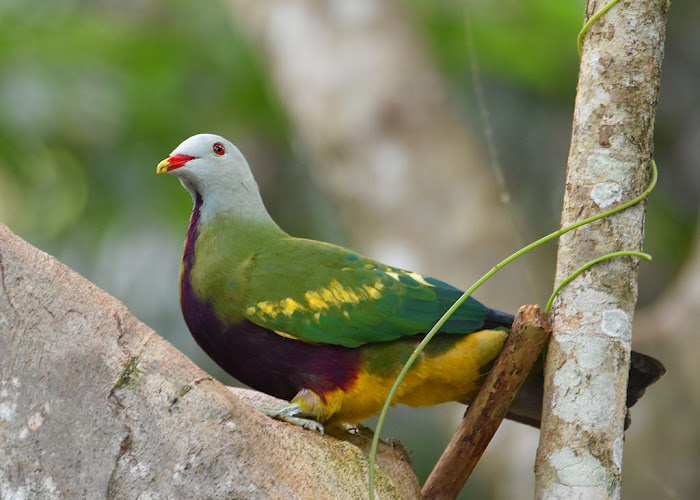 Πτιλινόπους - Ορνιθοπανίδα