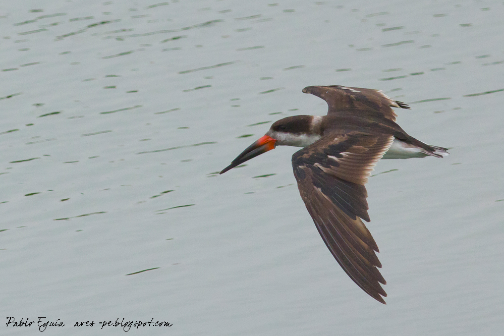 mis fotos de aves: Rynchops niger Rayador Black Skimmer