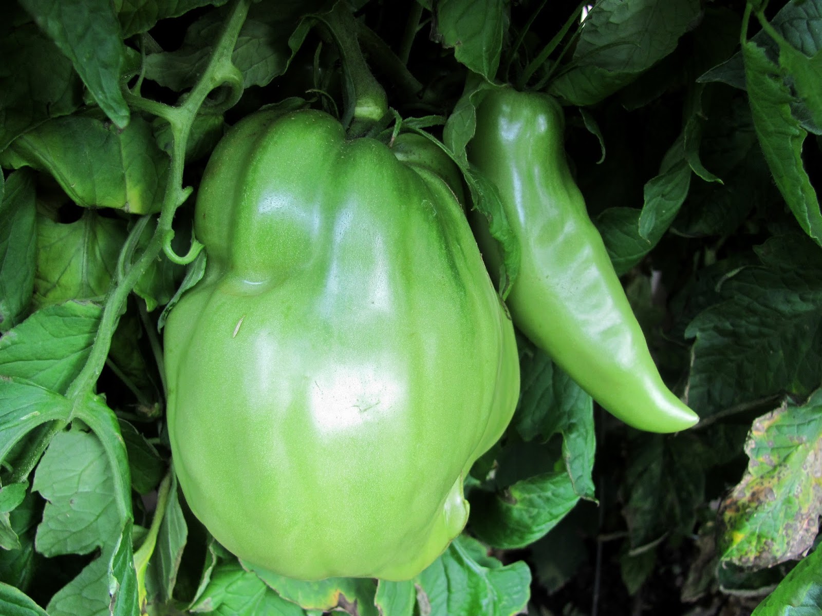 Sweet Domesticity: A Fascinating Fasciated Federle