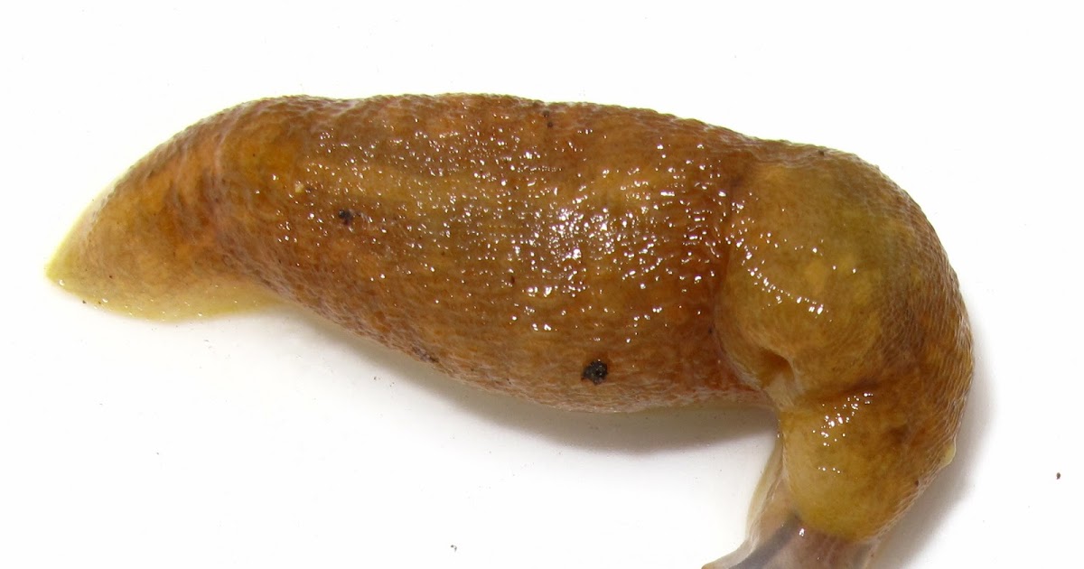 BugBlog: Two large slugs