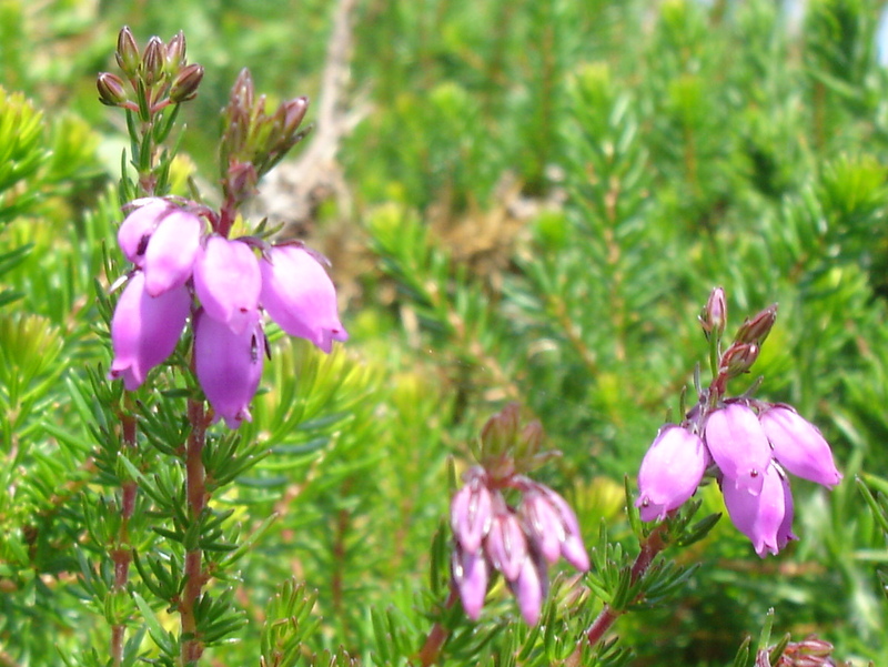 FLORS: Bruc vermell (Erica cinerea)