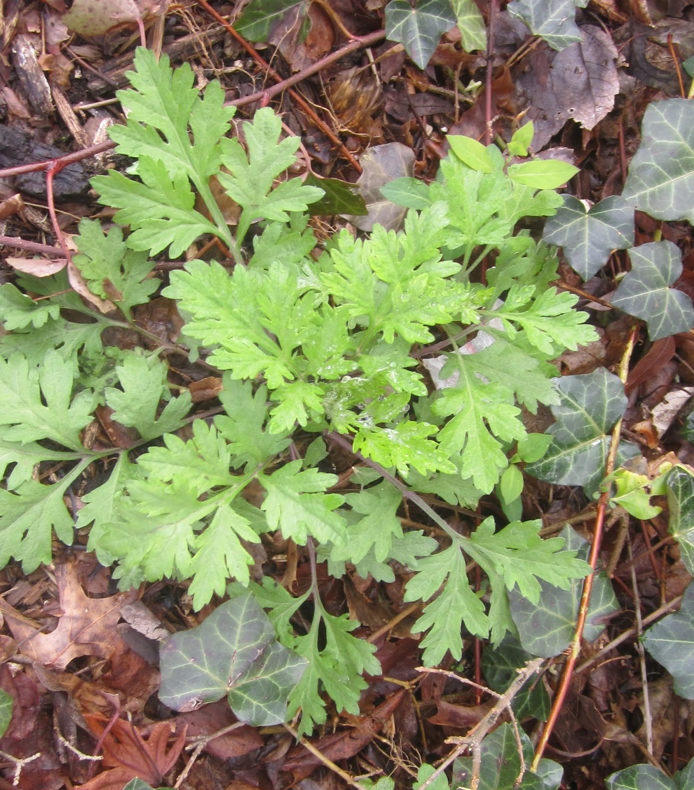 Princeton Nature Notes: Garden Weeds Spreading Underground