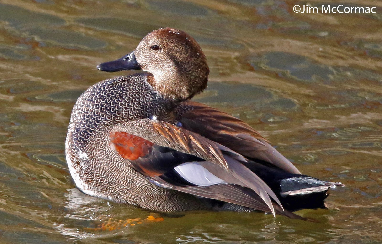 Drake Gadwall