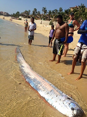 Oarfish washed ashore | Cre8tivFacts