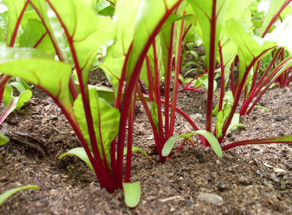 How to Grow Beetroot From Seed | Garden How