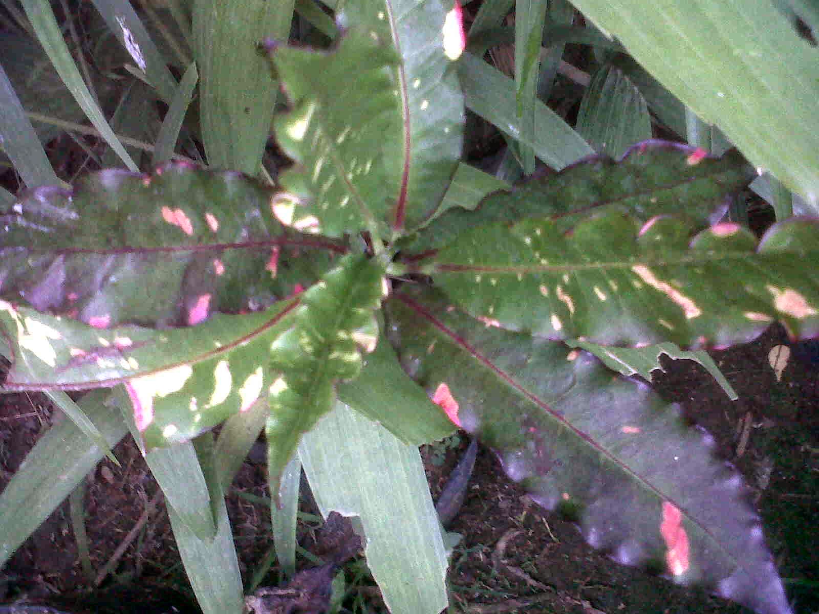 Bunga Puring ~ Menjual Jenis: Bunga,Pohon,Buah