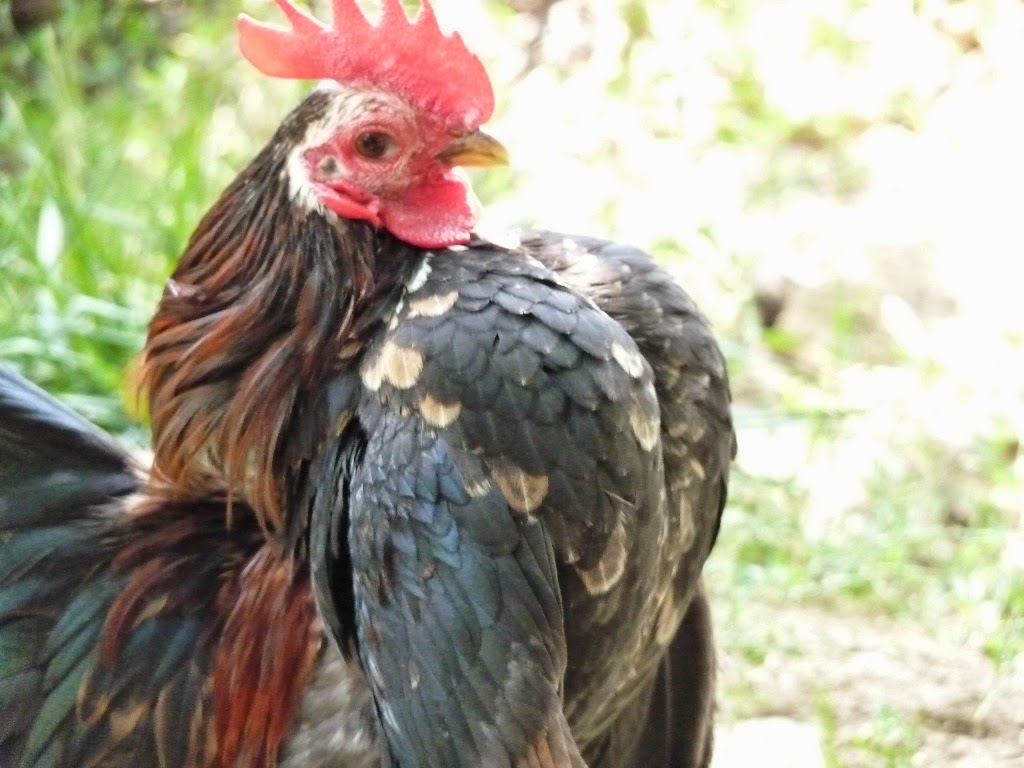 Serama Emo: Malaysian Serama for sale