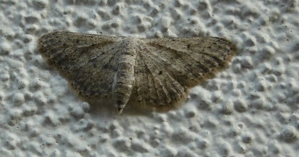Martin's Moths: Small and dusty
