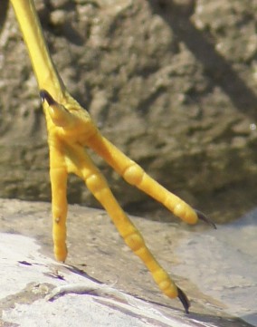 Butler's Birds: Bird Feet