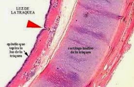Histologia Sistema Respitaorio: Traquea