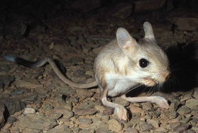 Encruzilhada No Deserto: Gerbo Sul Desertiano.