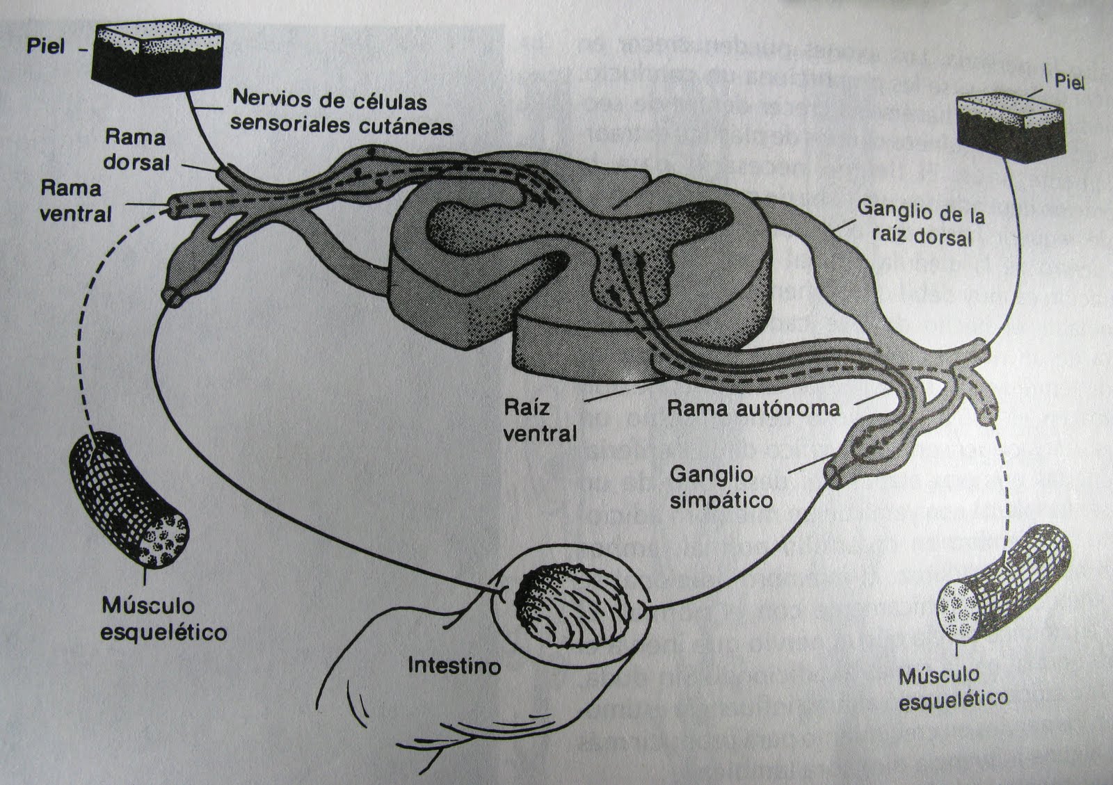 BIOLOGÍA 3º SECUNDARIA: Neuronas