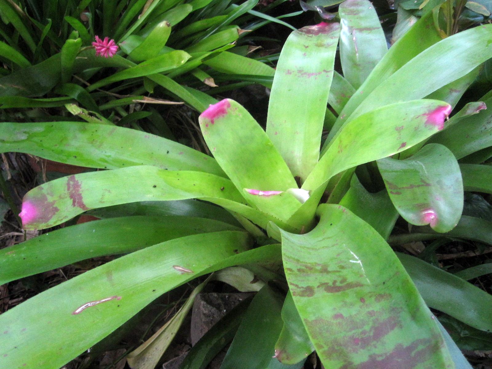 Tropical Texana: FOLIAGE FOLLOW-UP & GBBD: BROMELIADS STAND IN AS ...