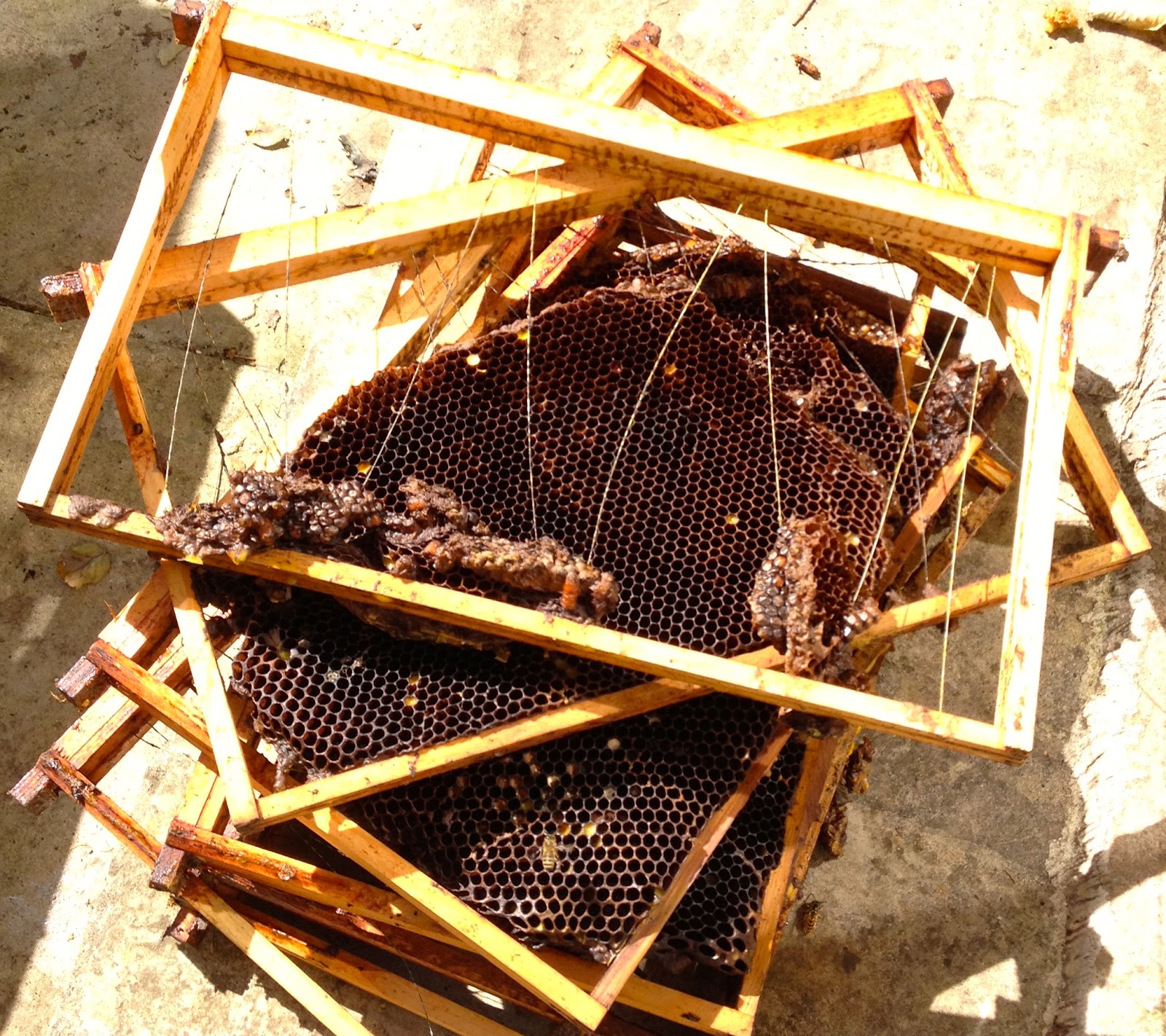 Diary of a novice bee-keeper: Wax extraction by steam