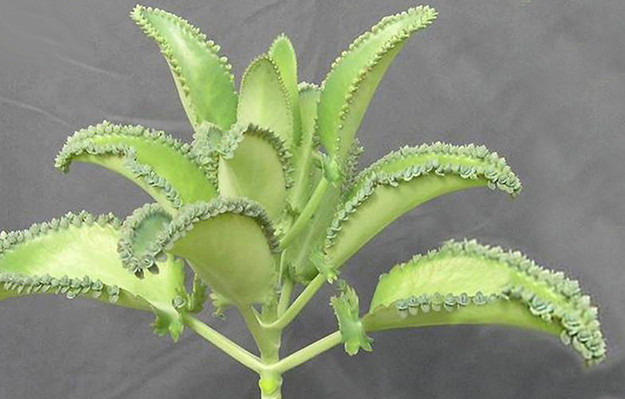 KALANCHOE ARANTO: ANTICANCER PLANT | The Human Evolution