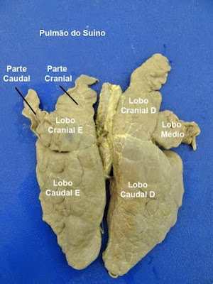 AnatoVet: SISTEMA RESPIRATÓRIO