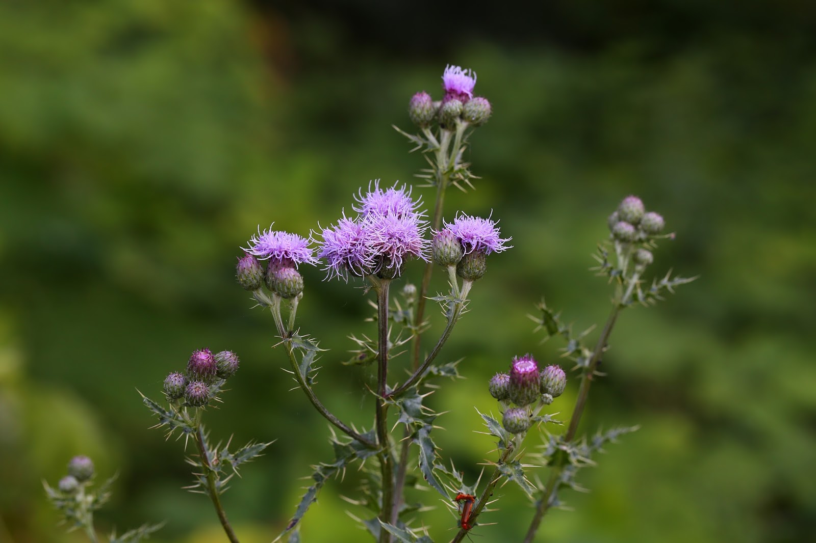 Wild Harvests: Another tasty thistle
