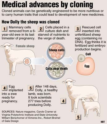 Cloning of Dolly The Sheep | Super Biology!