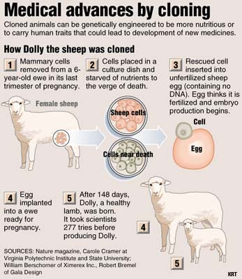 Cloning of Dolly The Sheep | Super Biology!