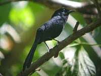 PETERNAKAN, BURUNG, MURAI BATU, KROTO DAN JANGKRIK: MURAI BATU SHAMA BIRD