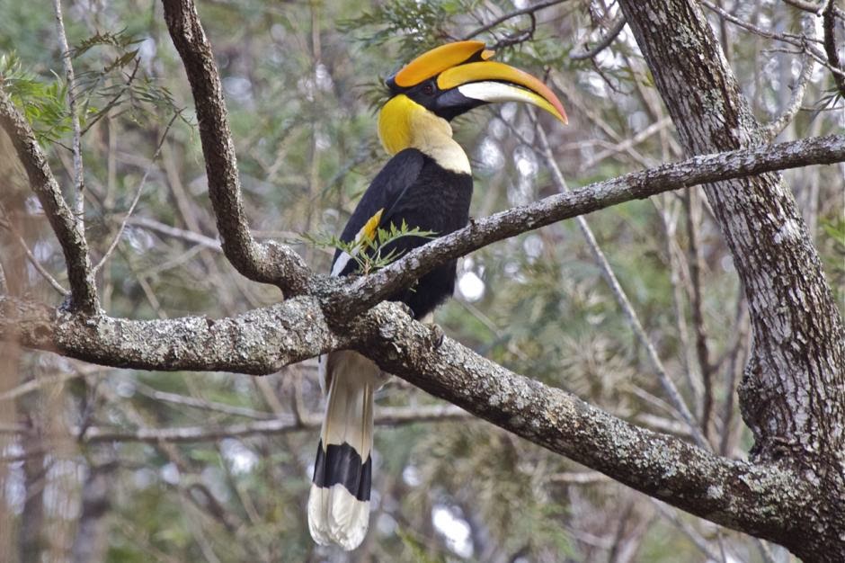 Tierra de Calaos y del Martín pescador: Cálao bicorne (Buceros bicornis)