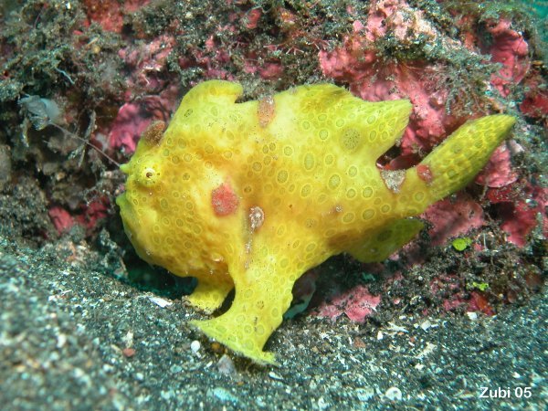 Animales Sorprendentes: Pez Sapo