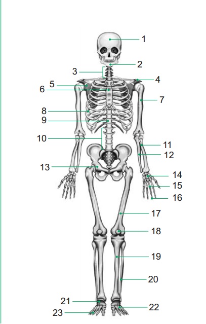 Usman Blog: Bagian- bagian Rangka Manusia