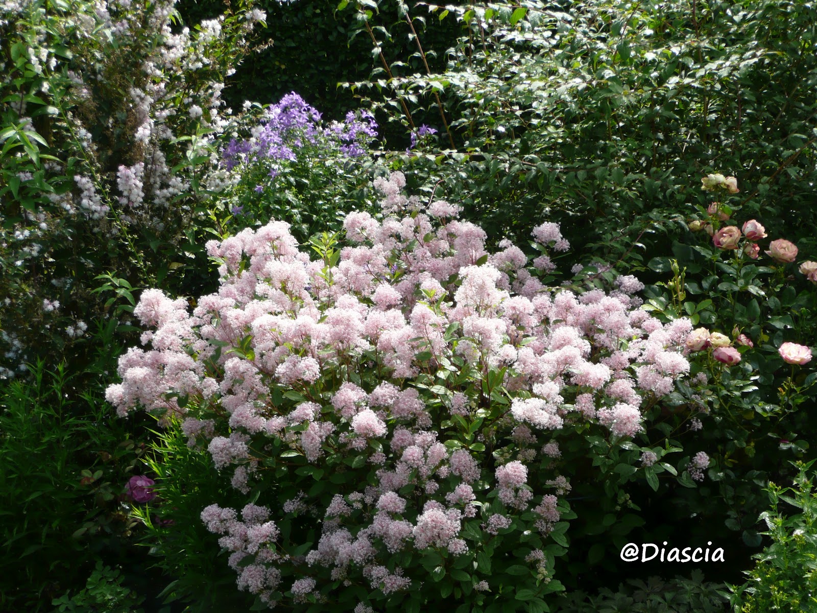 Le jardin de Diascia: CEANOTHUS PALLIDUS MARIE SIMON