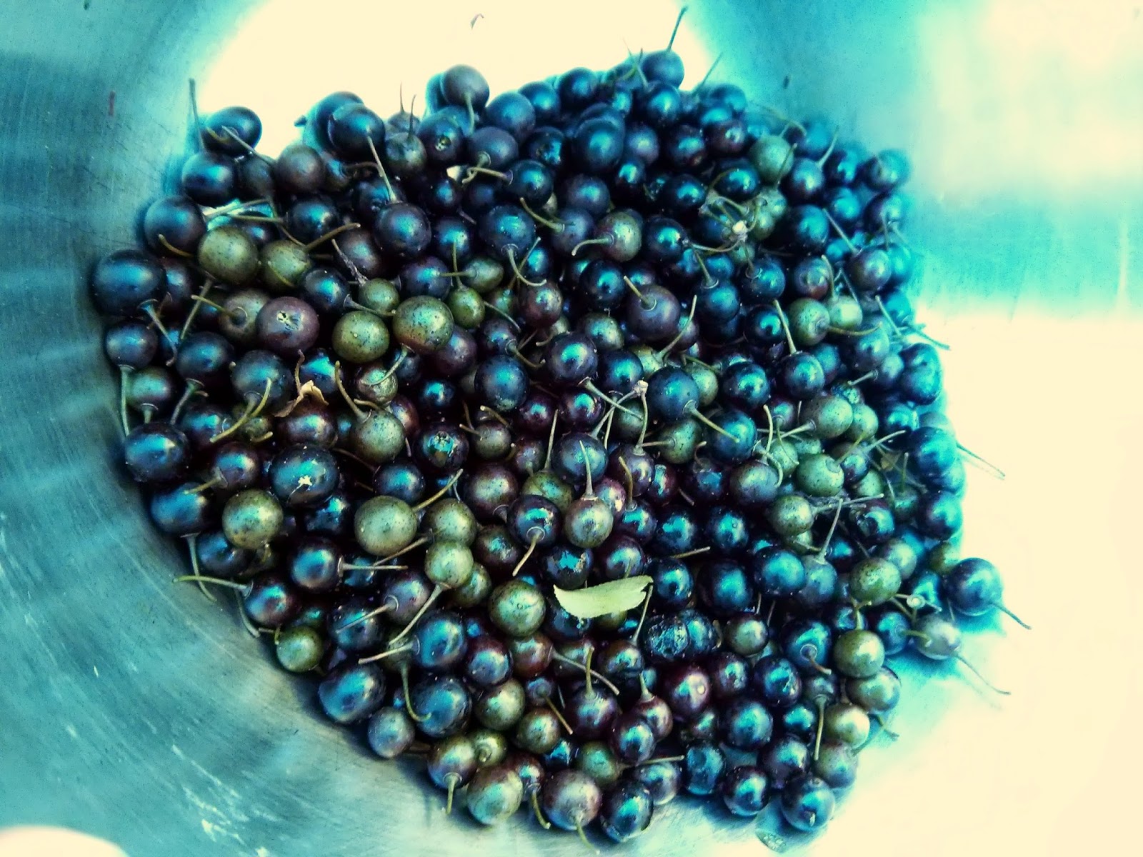 Medieval Whimsies: Sap Green from Buckthorn Berries (Part 1)