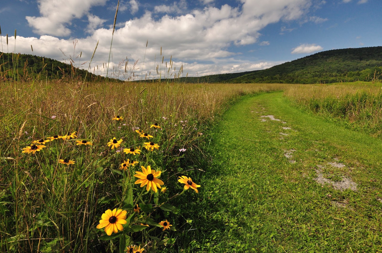 Discover West Virginia: Wildflowers on the Highland Scenic Highway: Part 2