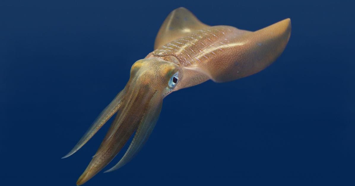 Zemūdene.: Kalmāri