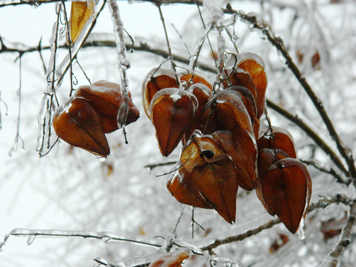 LA MULTI ANI, ROMANIA!: Fructe maro inghetate