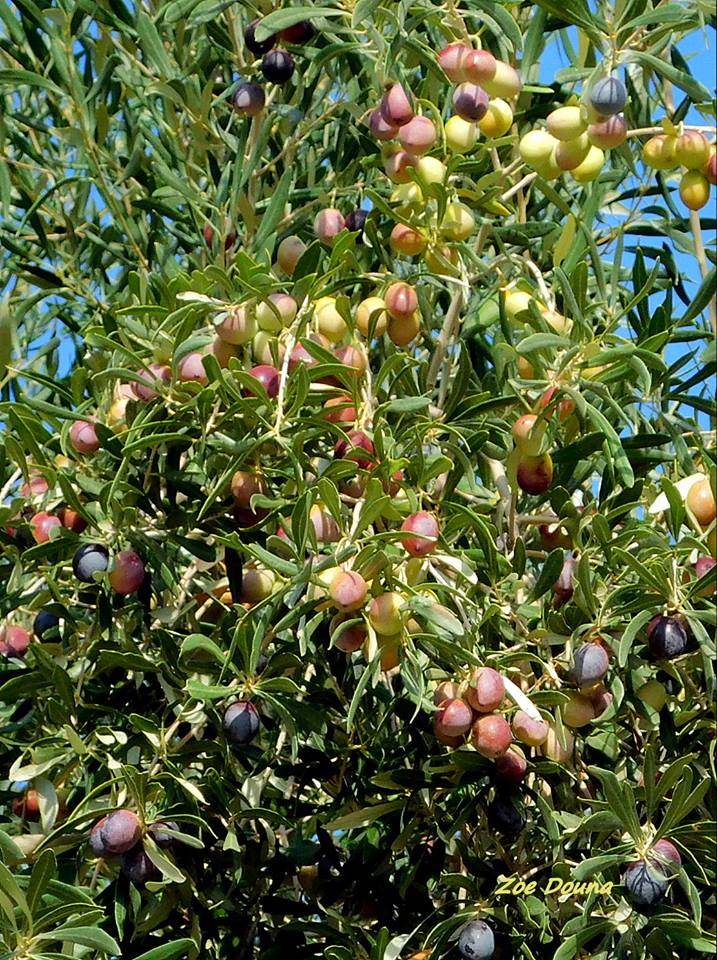 Homo Universalis: "ΕΙΔΥΛΛΙΑΚΗ"ΑΤΤΙΚΗ ΓΗ - ΦΩΤΟΓΡΑΦΙΚΟ ΑΛΜΠΟΥΜ ΤΗΣ ΖΩΗΣ ...