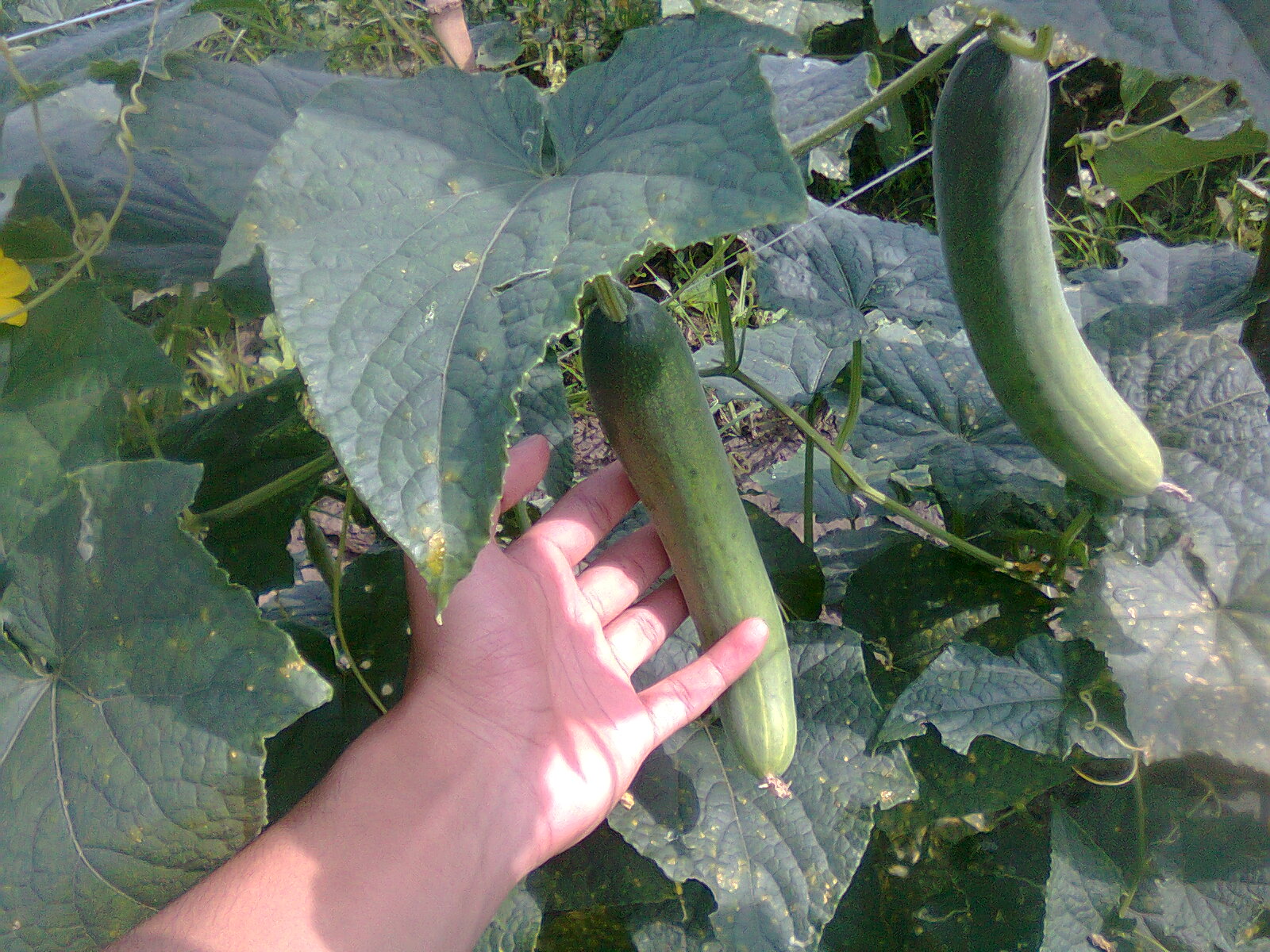 Berapa Lama Mentimun Boleh Berbuah? - Guru Ilmuan