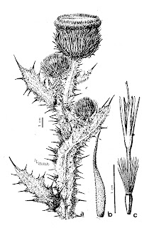 Malezas Comestibles: Cardo Blanco